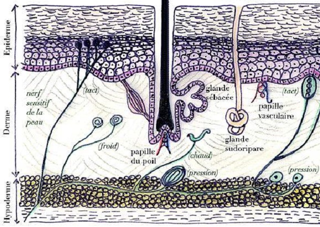 Structure histologique de la peau : l'hypoderme - Cheveurama